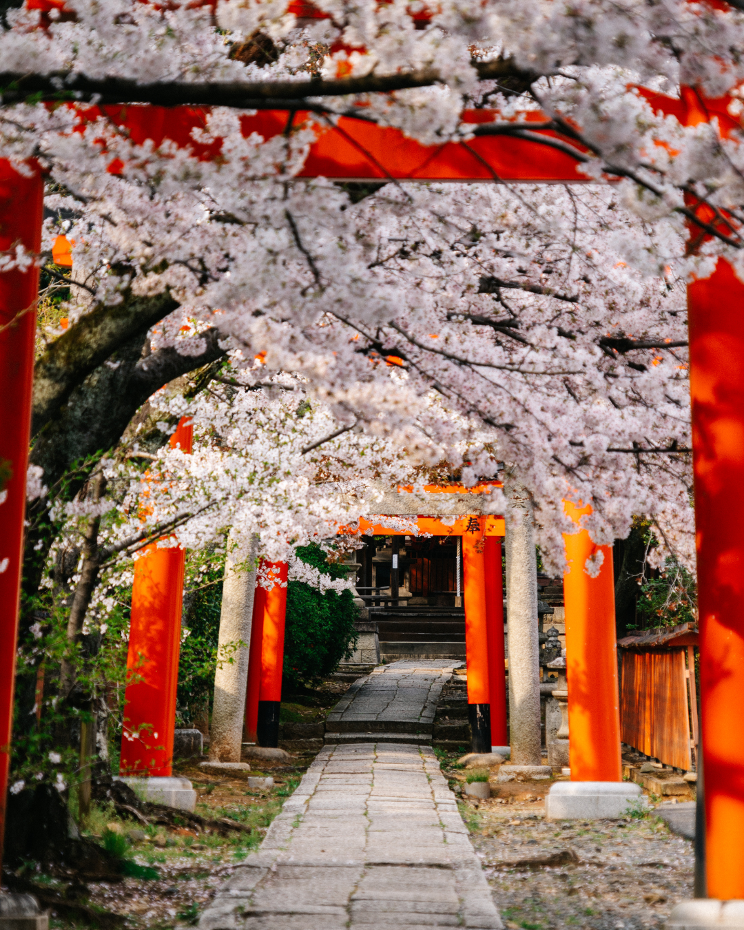Kyoto in April: Cherry Blossoms and Mild Weather - Japan Local Guide