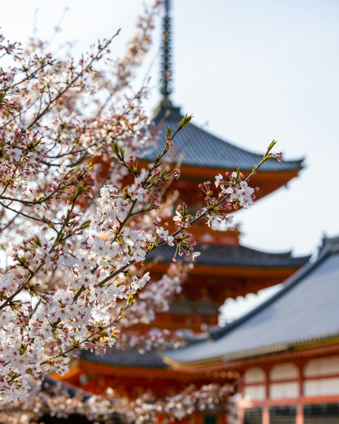 Kyoto in April: Cherry Blossoms and Mild Weather - Japan Local Guide