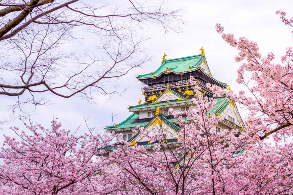 Osaka Cherry Blossoms: A Pink Paradise in Japan's Kitchen